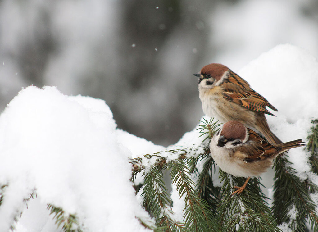 Winter Birds - How You Can Help Them Through The Winter | Pets Colony