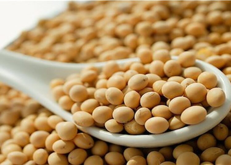 Soybean Meal for Horses: Improving Equine Nutrition