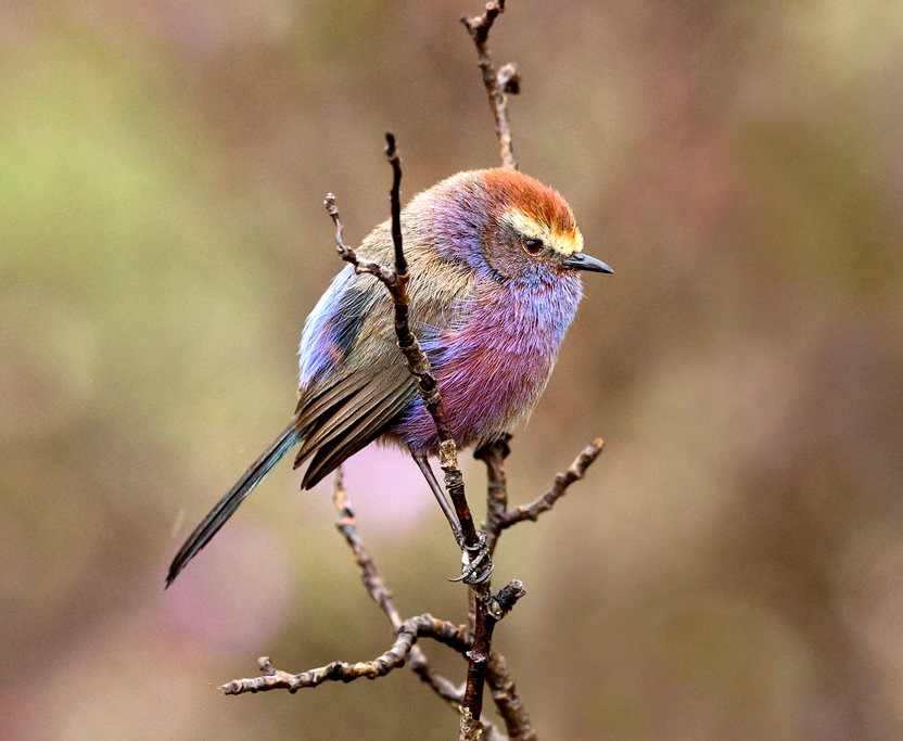 Should You Keep A Bird Alone? | Pets Colony