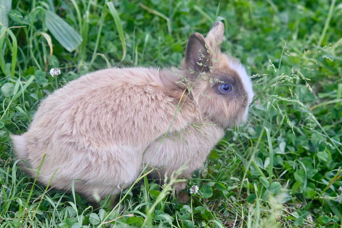 Teddy Dwarf Rabbit Breed Description | Pets Colony