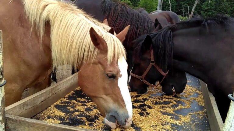 Soybean Meal for Horses: Improving Equine Nutrition