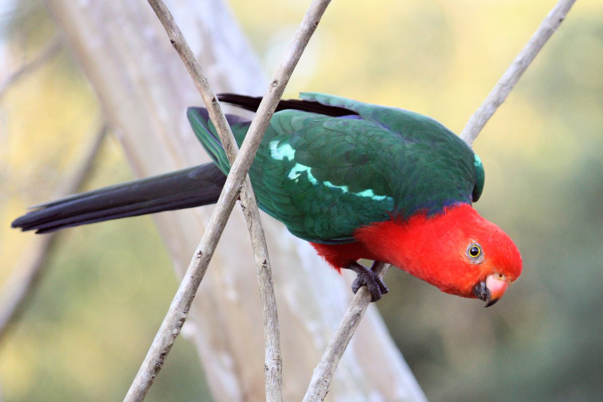 Names For Male Parrots | Pets Colony