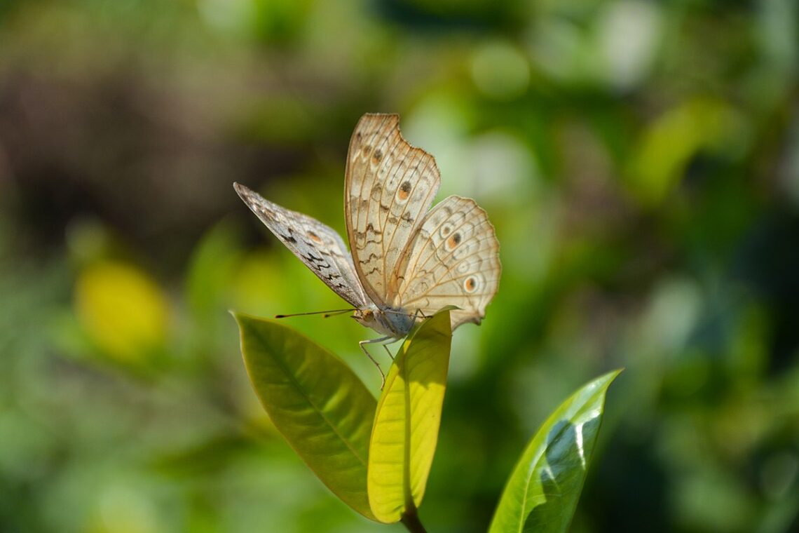 How Long Does A Butterfly Live? | Pets Colony