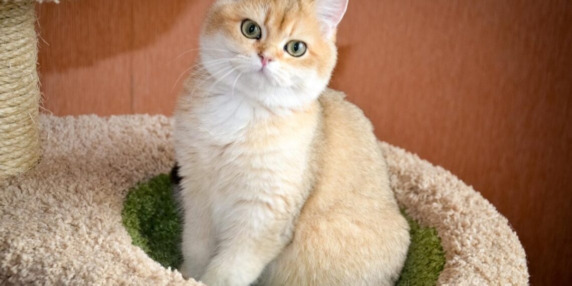 Golden British Shorthair | Pets Colony