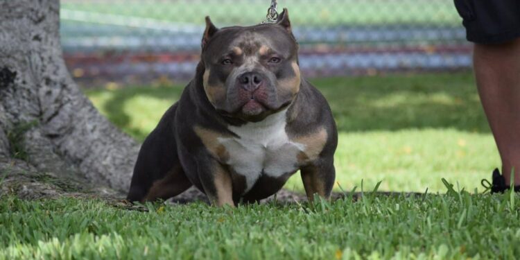 Exploring the Micro Bully: A Compact and Adorable Canine Companion ...