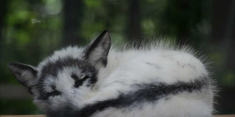 Captivating the Beauty of the Canadian Marble Fox | Pets Colony