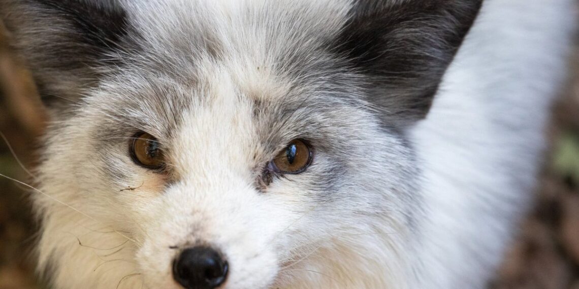 Captivating the Beauty of the Canadian Marble Fox | Pets Colony