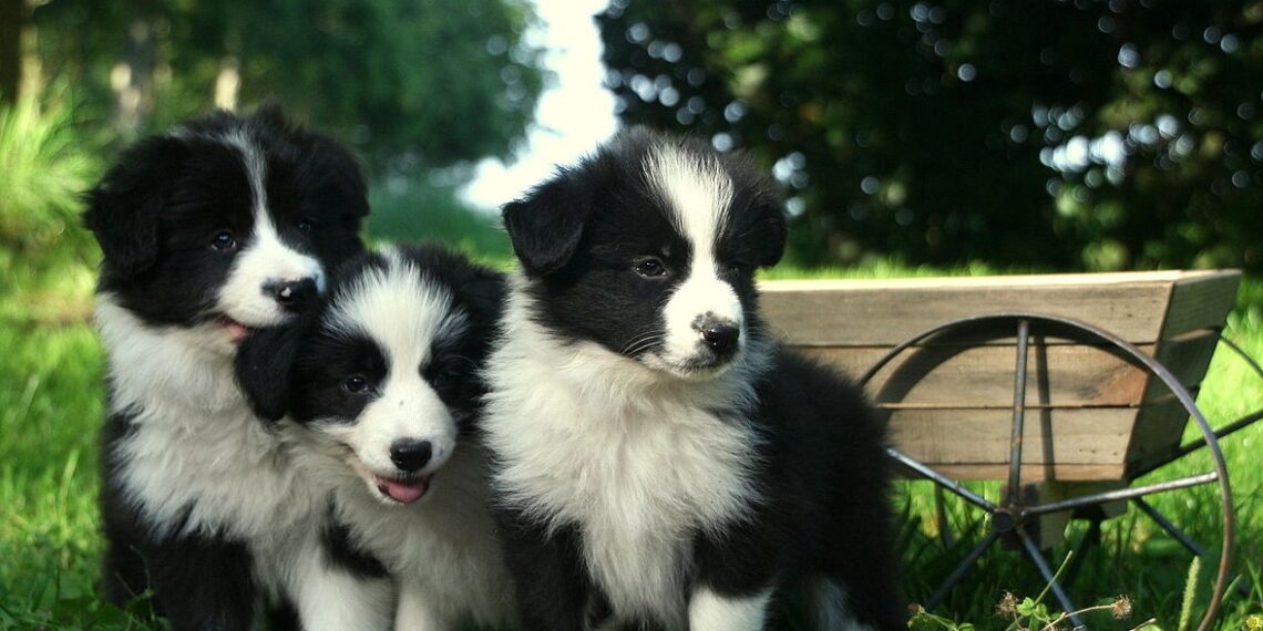 Short Haired Border Collie: A Breed Guide and Care Tips | Pets Colony