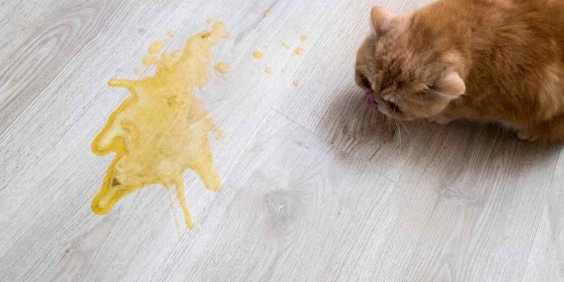 Recognizing the Signs and Symptoms of Cat Diarrhea | Pets Colony